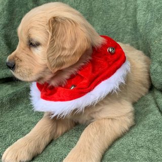 Siwalu | AI Image Recognition Identify Animals Easily | Futureen