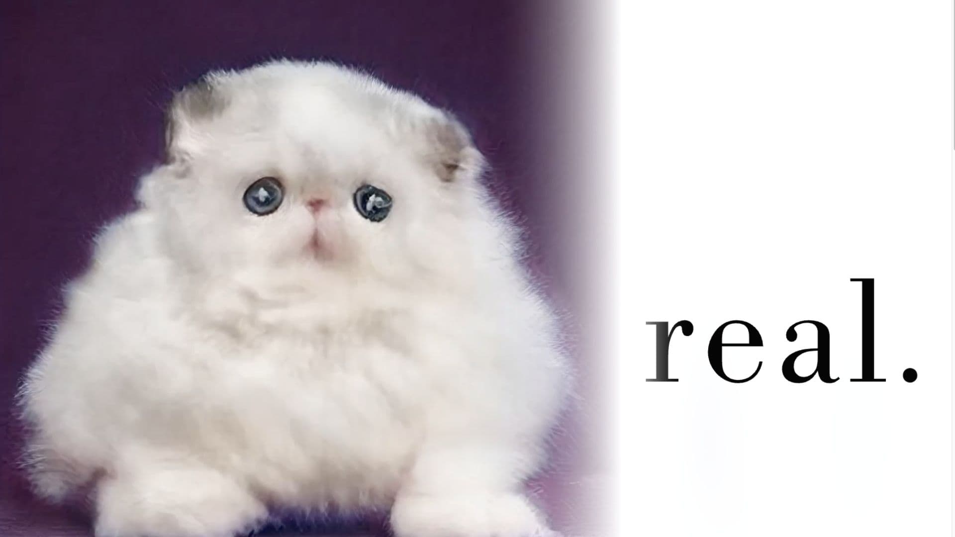 Cat Explorer | Fun AI Tool for Cat Enthusiasts | Futureen