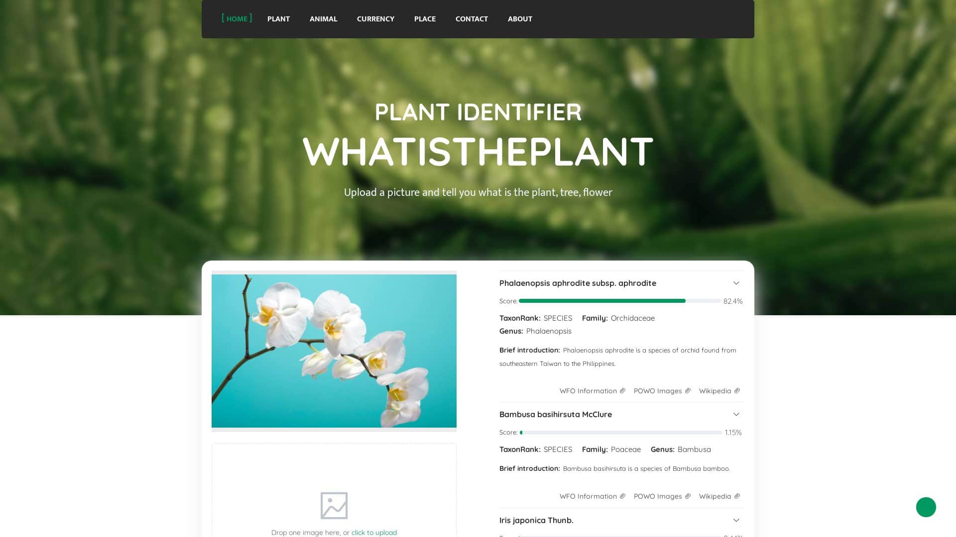 Whatistheplant | AI Plant Identifier for Quick and Safe Use | Futureen